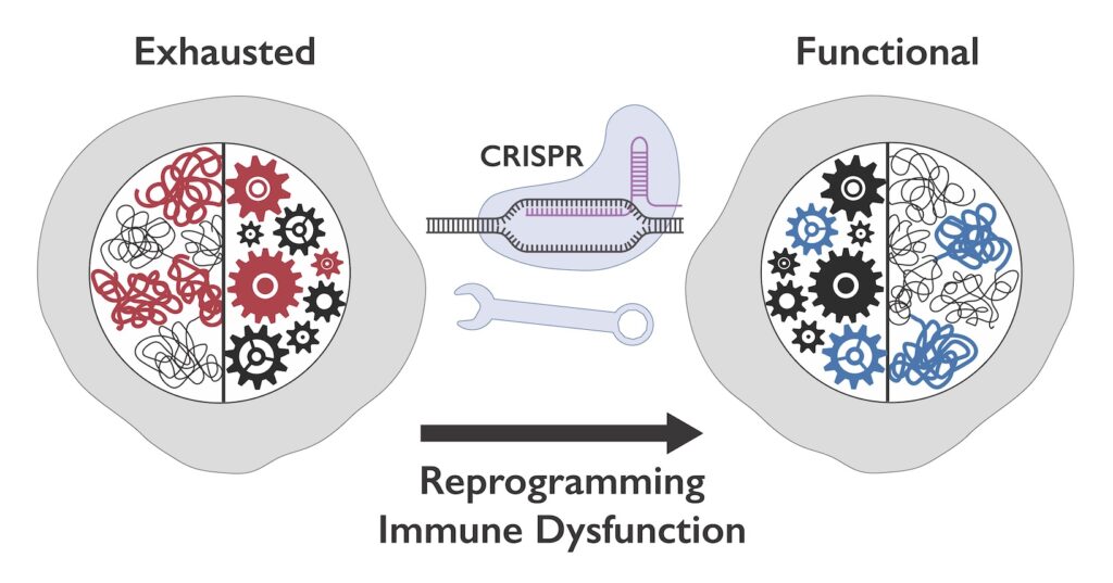 Research – The Sen Lab