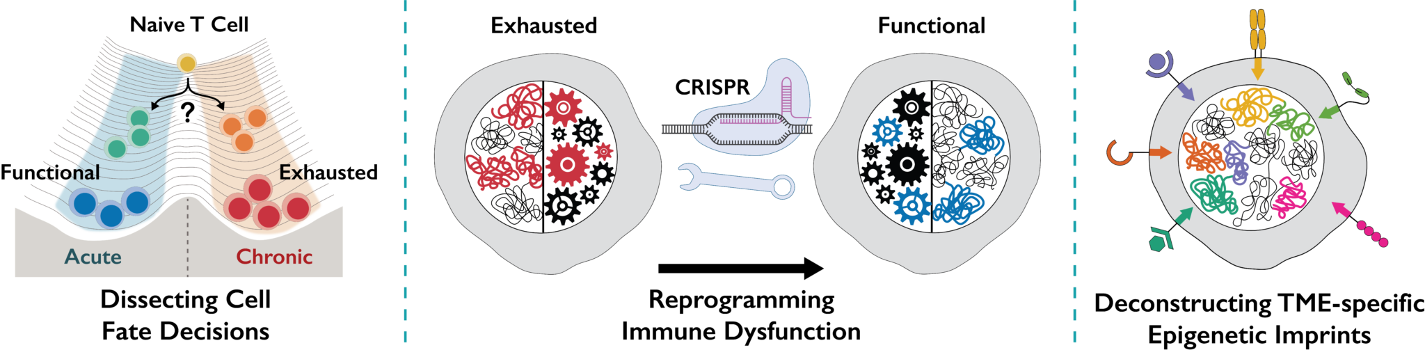The Sen Lab – Epigenetic regulation of immune dysfunction